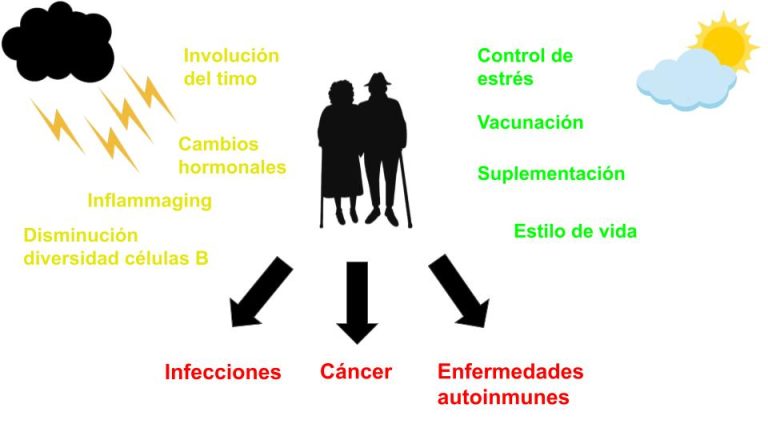 Inmunosenescencia: El declive del sistema inmune. Medicina metabólica y ...